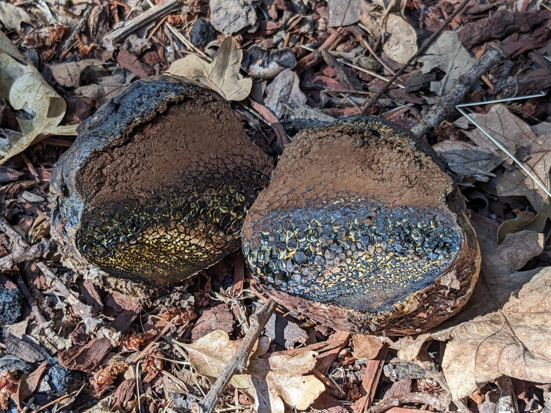 Dyeball Mushroom (pisolithus Arhizus) for Natural Dyeing // Dyes ...