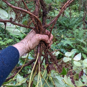 Oregon Grape Root Tincture (berberis Nervosa), Wildcrafted Oregon Grape ...