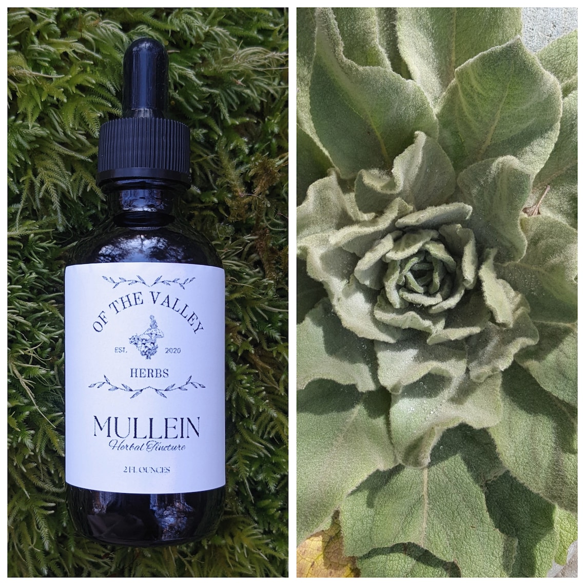 Mullein Tincture (verbascum Thapsus), Organic Mullein Leaf Tincture ...