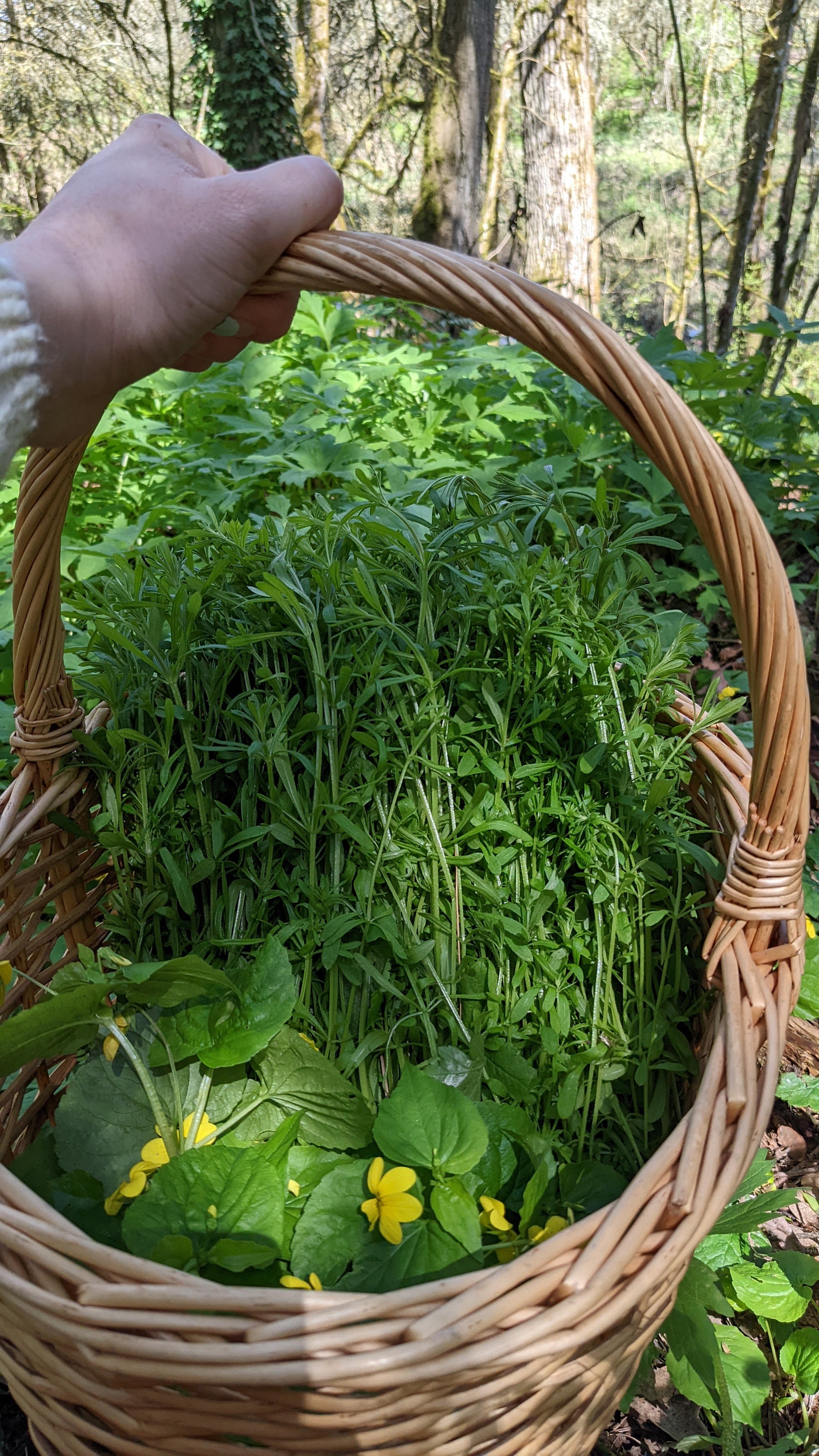 Cleavers Tincture Made With Fresh Wildcrafted Cleavers, Galium Aparine ...