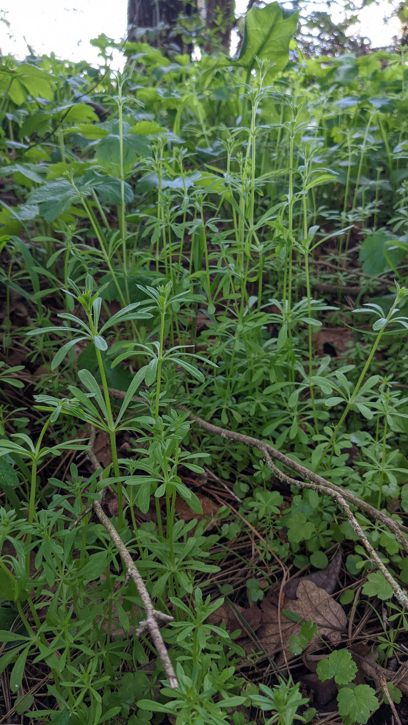 Cleavers Tincture Made With Fresh Wildcrafted Cleavers, Galium Aparine ...