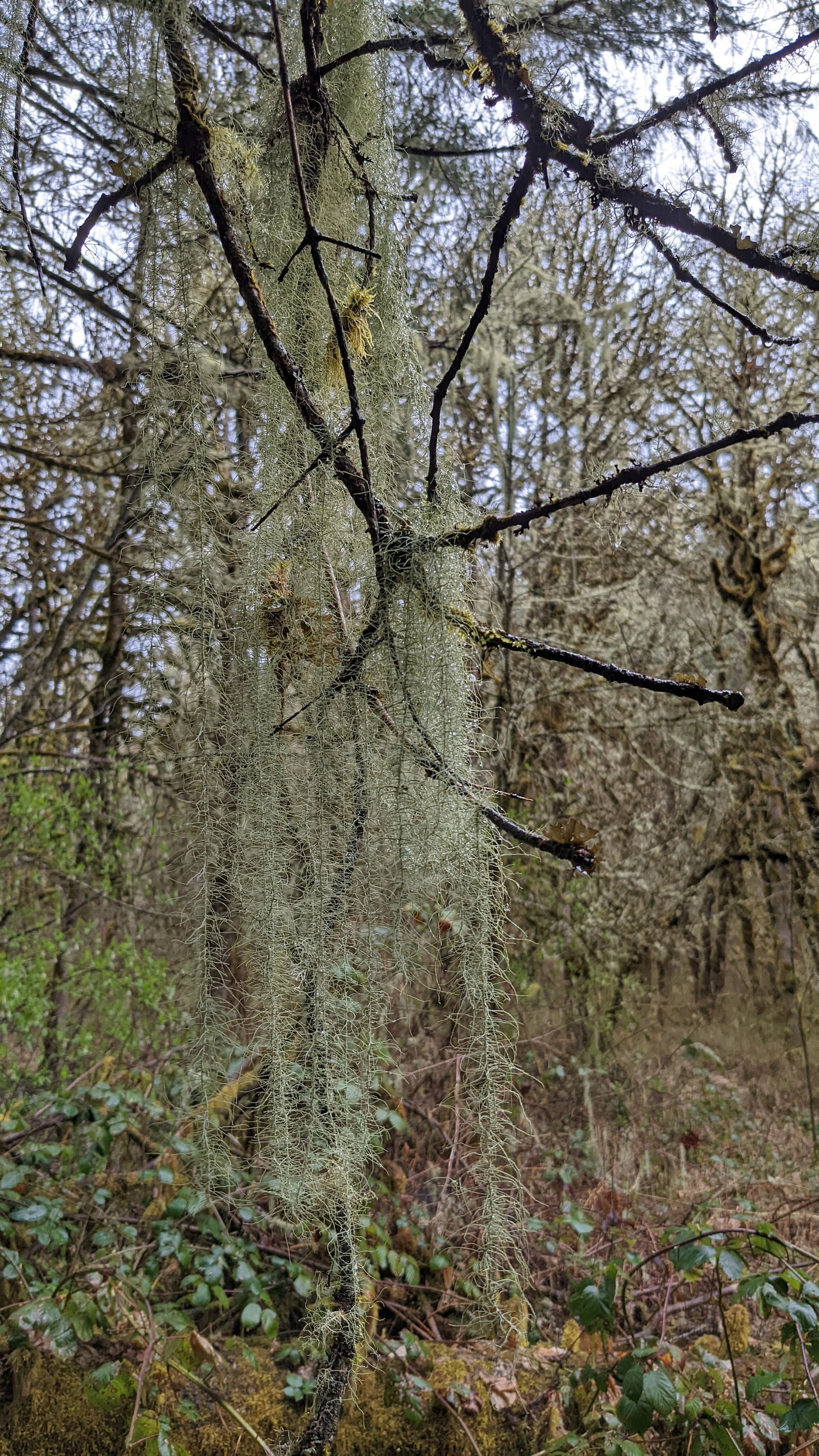 Usnea Tincture Double Extract, Made With Fresh Wildcrafted Lichen, Old ...