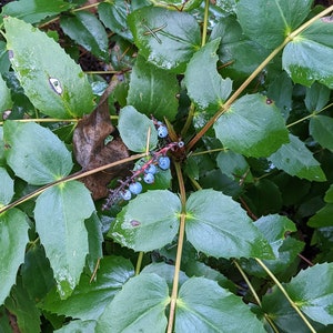 Oregon Grape Root Tincture (berberis Nervosa), Wildcrafted Oregon Grape ...