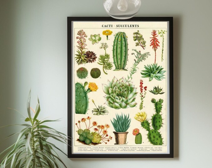 Vintage-style Cacti-succulents Poster Ready to Hang - Etsy