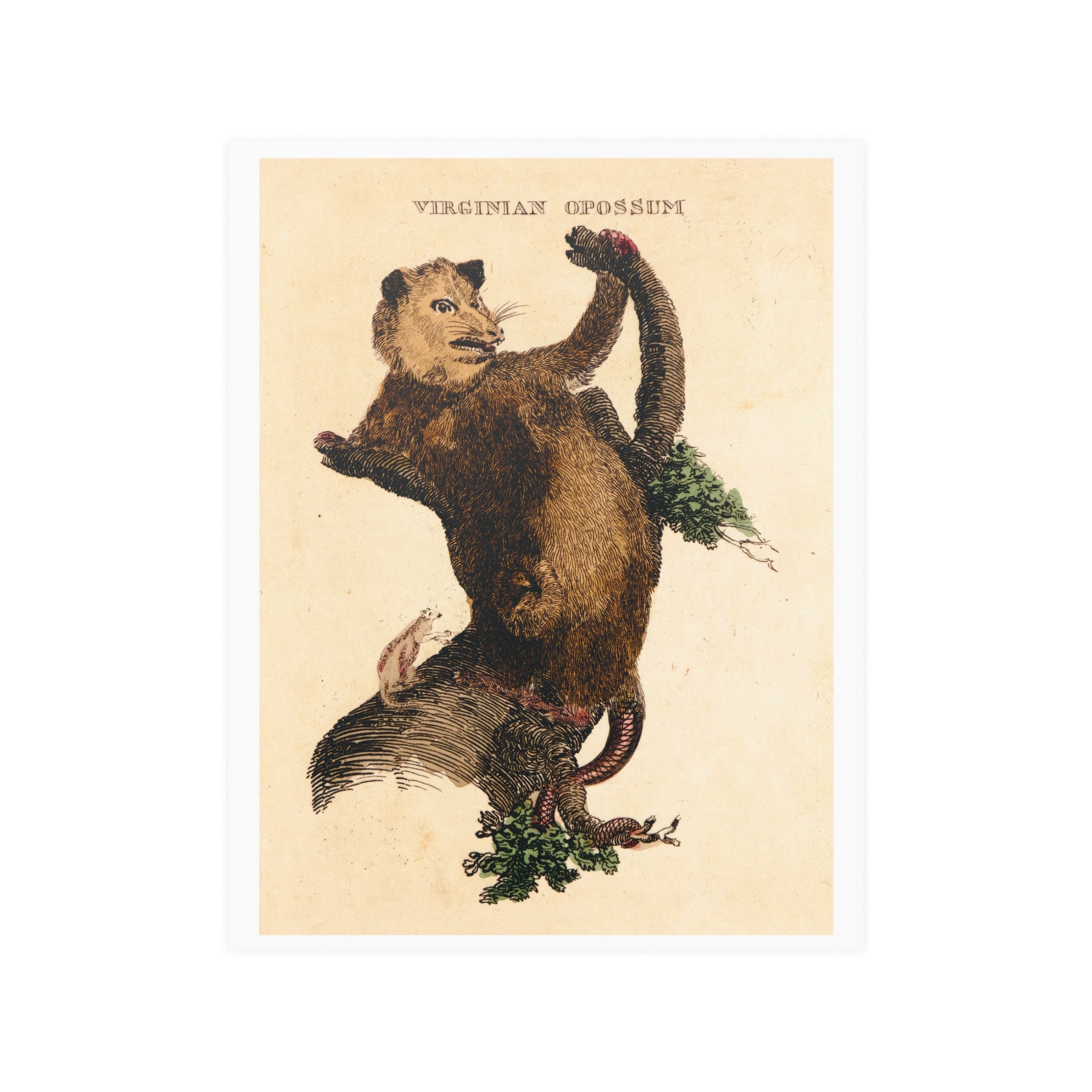 Antique Opossum Print Vintage Virginian Opossum Art Poster - Etsy