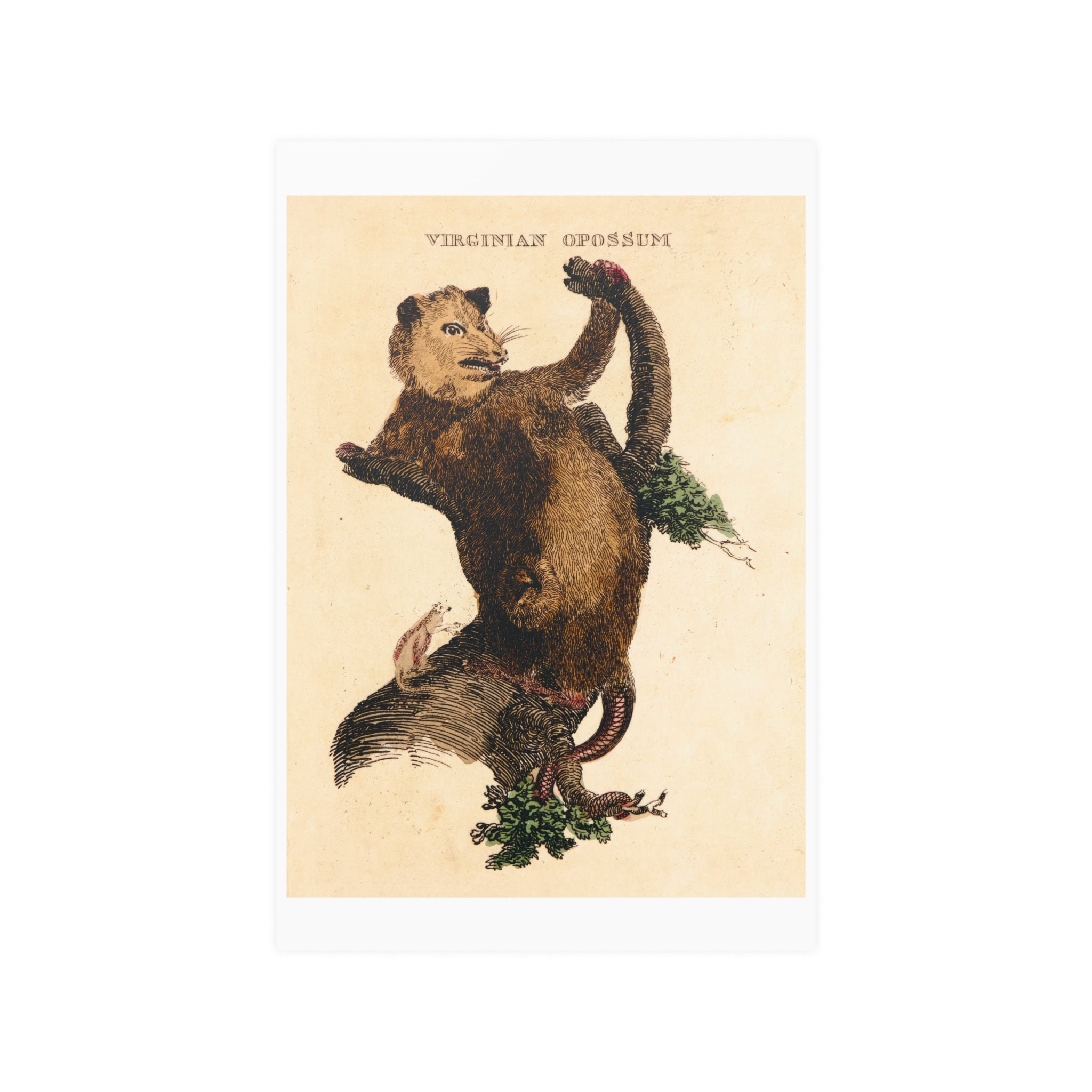 Antique Opossum Print Vintage Virginian Opossum Art Poster - Etsy