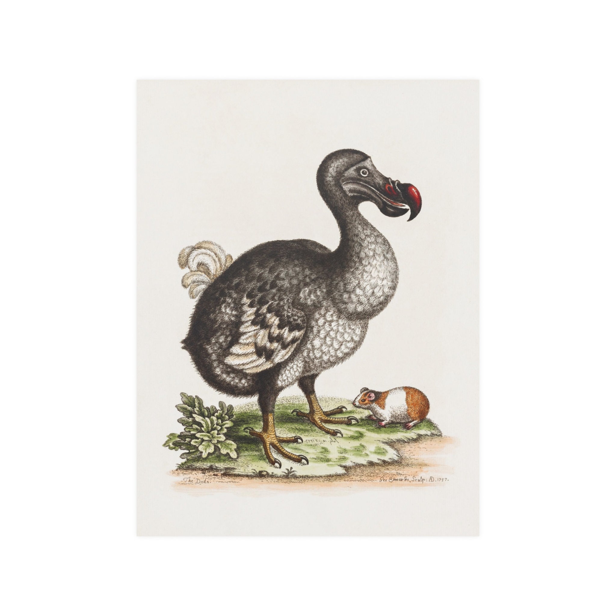 Antique Dodo Bird Wall Art Dodo Print Guinea Pig and Dodo Poster - Etsy