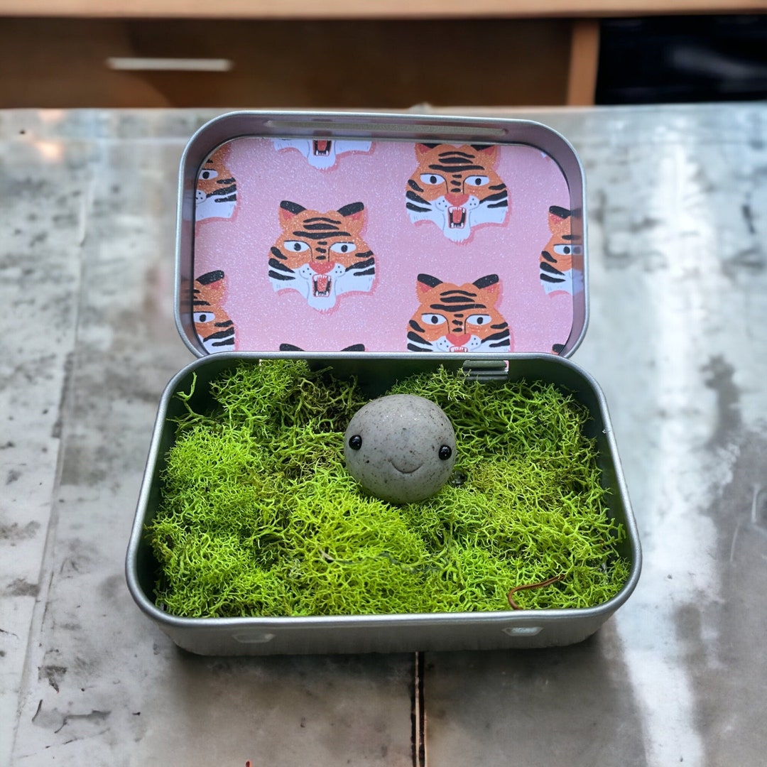 Adopt an Adorable Rock Pal W/ Cute Tiger Background & Tin Terrarium ...