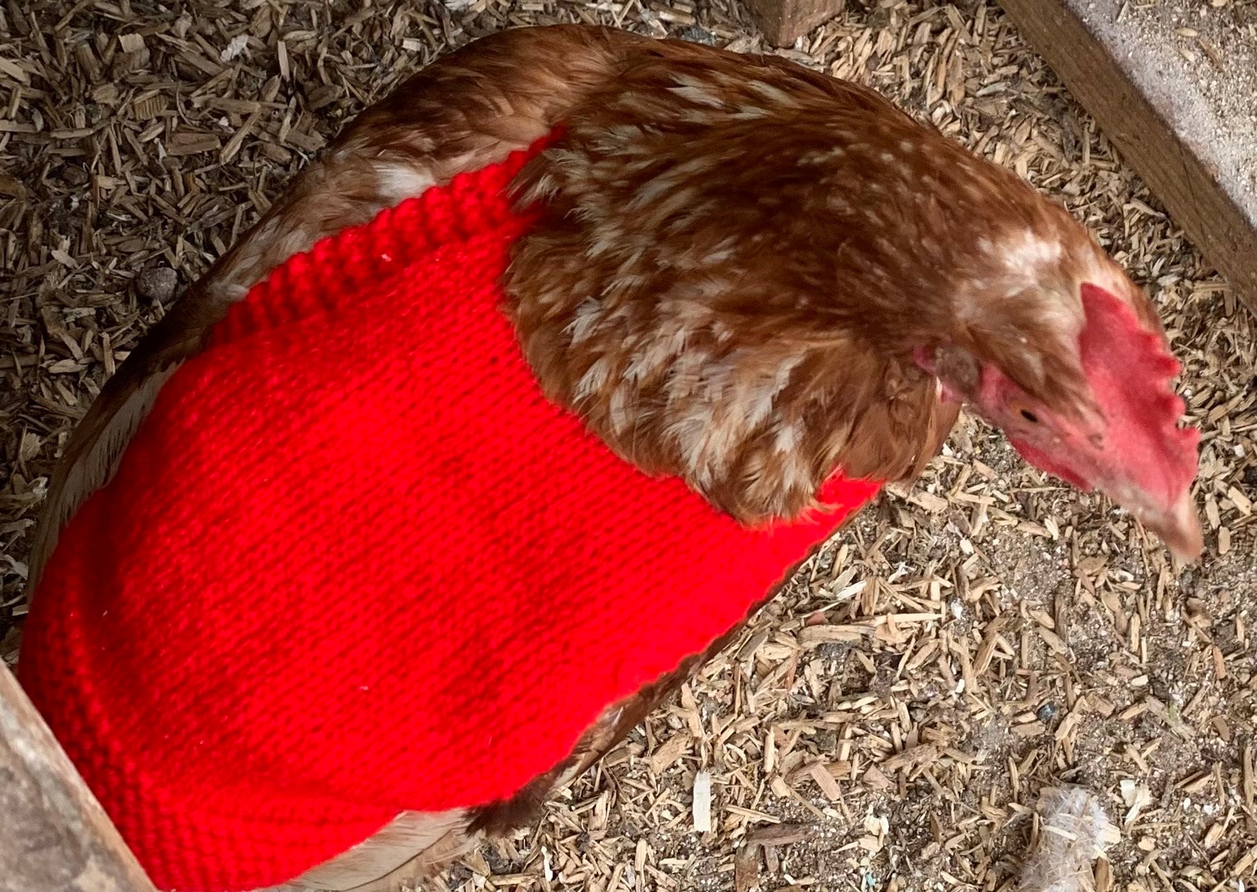 Chicken Jumper hand Knitted knit/made to Order bespoke chicken Sweater ...