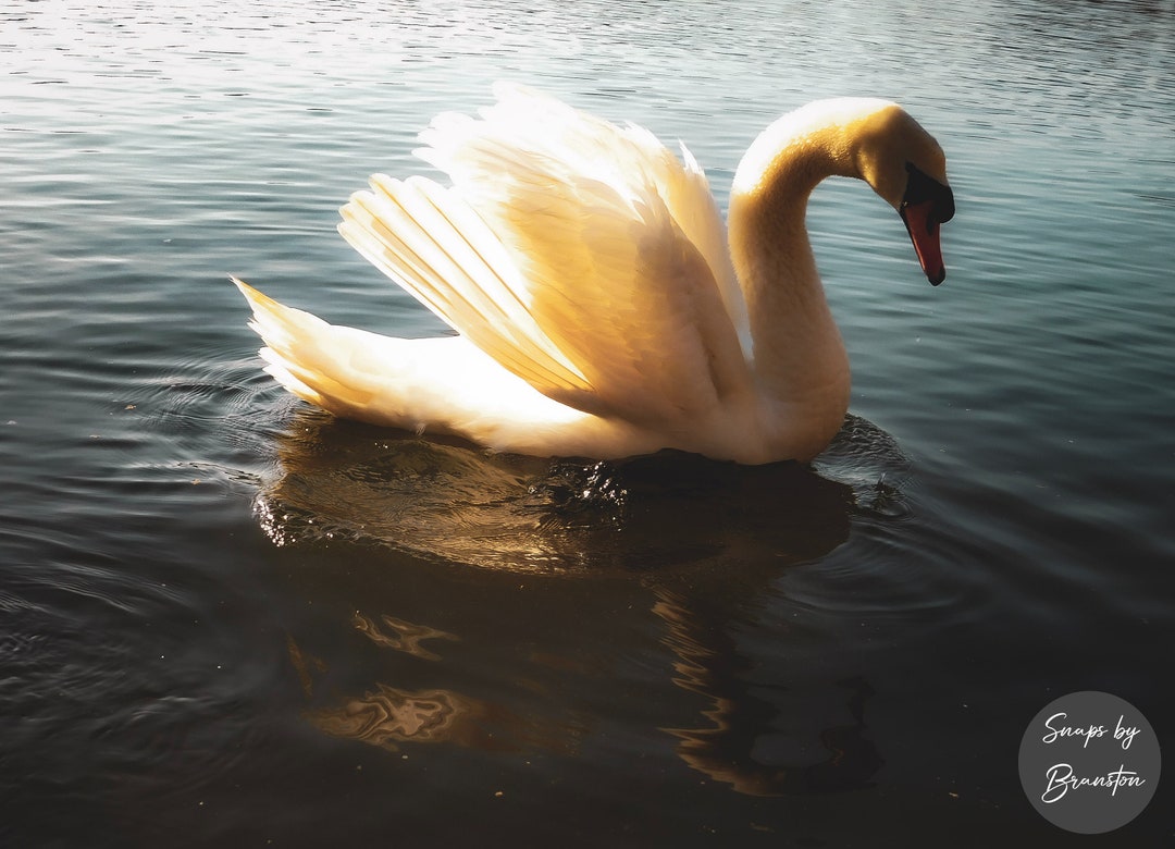 Swan- Digital Download - Instant Download - Printable Art - Printable ...