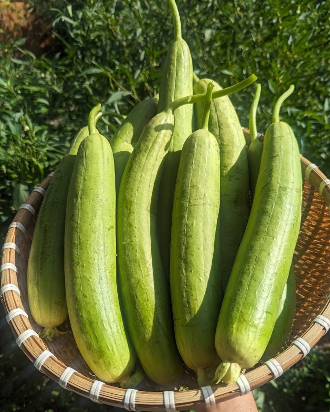 Smooth Luffa Gourd Seeds Vietnam Muop Huong, Vegetable Sponge Seeds - Etsy