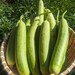 Smooth Luffa Gourd Seeds Vietnam Muop Huong, Vegetable Sponge Seeds - Etsy