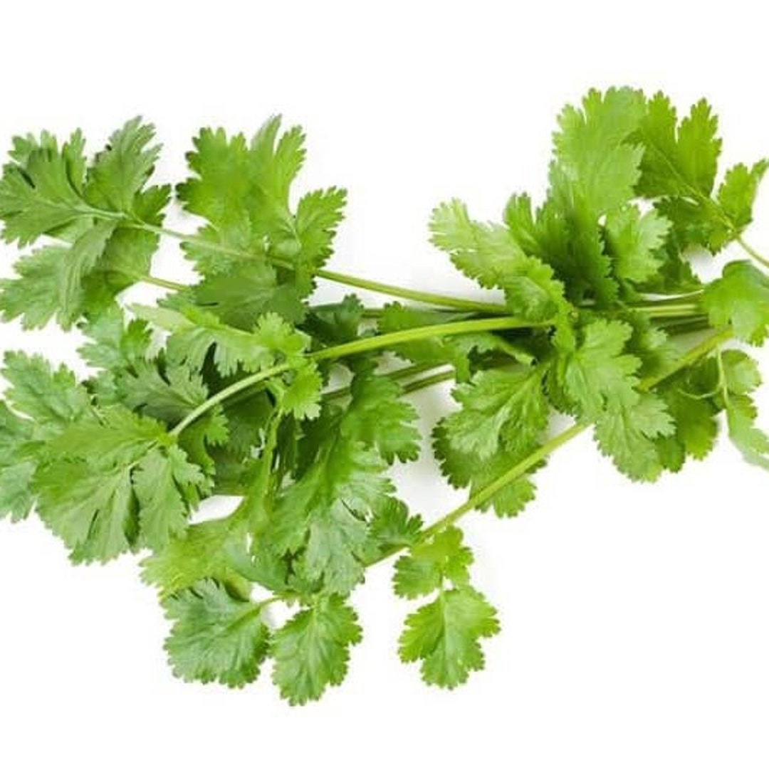 Premium Slow Bolt Cilantro Seeds, Mexican Coriander Herb Garden, Slow ...