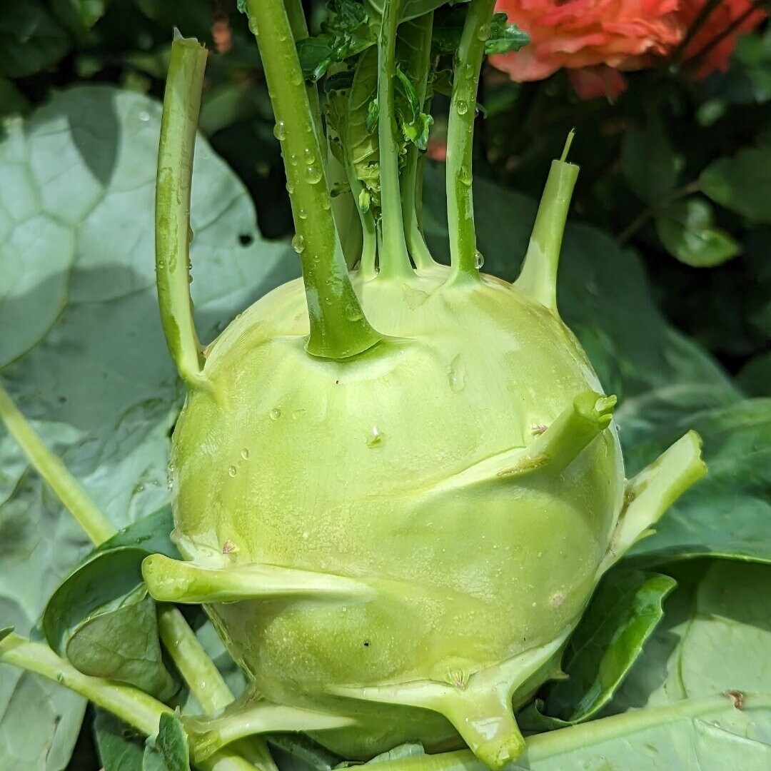 Early White Vienna Kohlrabi Seeds, Heirloom Non GMO - Etsy