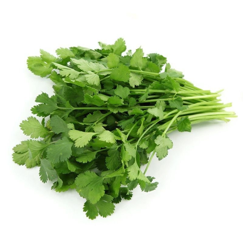 Slow Bolt Cilantro Seeds, Heirloom Coriander Herb, Home Garden - Etsy