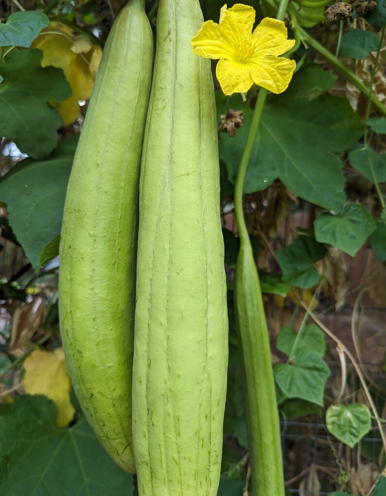 Smooth Luffa Gourd Seeds Vietnam Muop Huong, Vegetable Sponge Seeds - Etsy