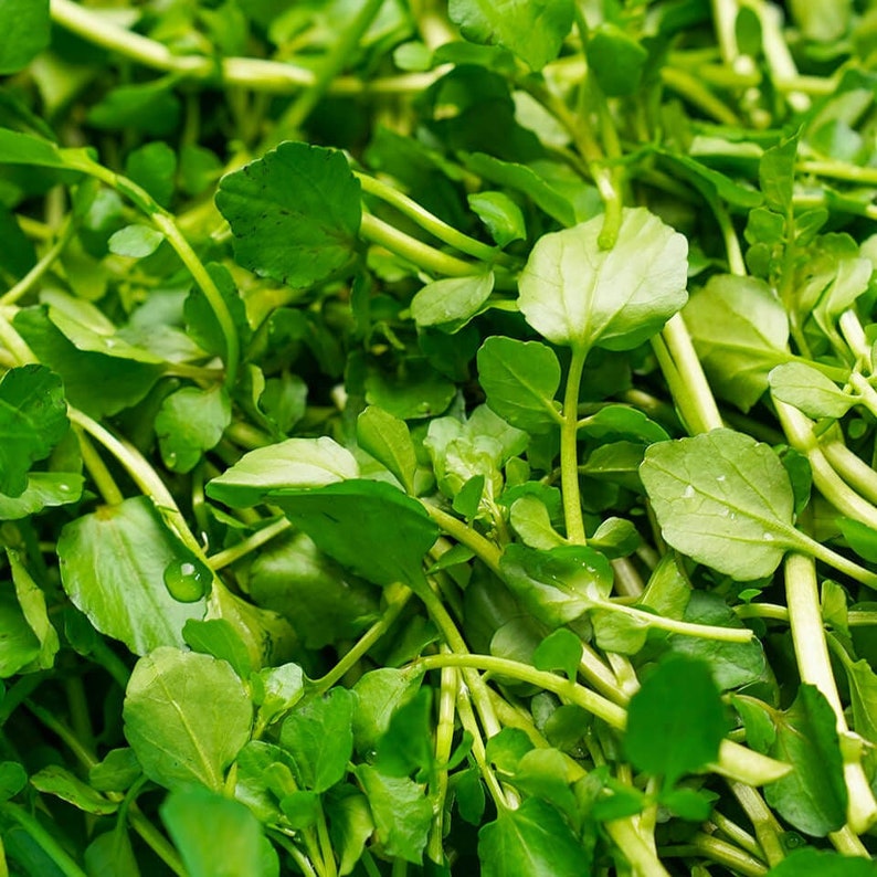 Organic Watercress Seeds, Non-gmo, Easy to Grow - Etsy