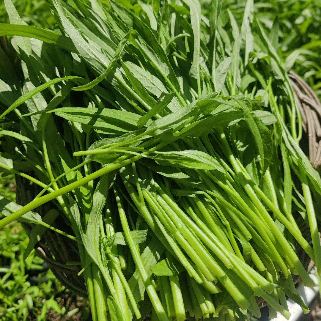 Water Spinach Seed - Rau Muong La Tre - Kangkong Seeds- Kong Xin CAI ...