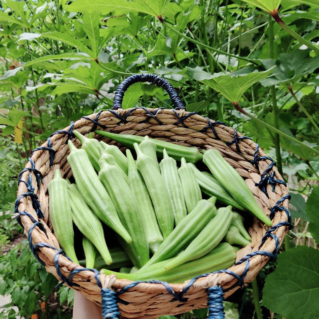 Heirloom Okra Seeds, High Yield, Heat Tolerant, Non-gmo - Etsy