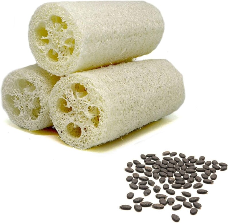 Smooth Luffa Gourd Seeds Vietnam Muop Huong, Vegetable Sponge Seeds - Etsy