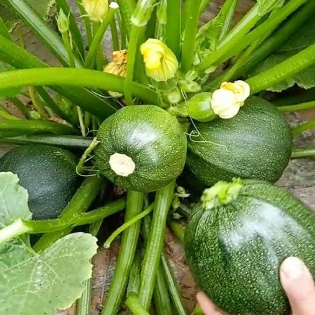 Rare Heirloom Round Zucchini Seeds, Heat-tolerant and Disease-resistant ...