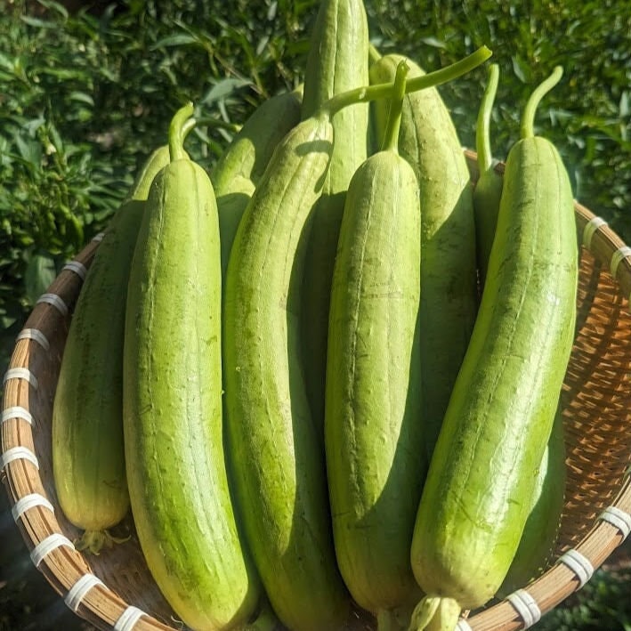 Smooth Luffa Gourd Seeds - Vietnam Muop Huong, Vegetable Sponge Seeds ...