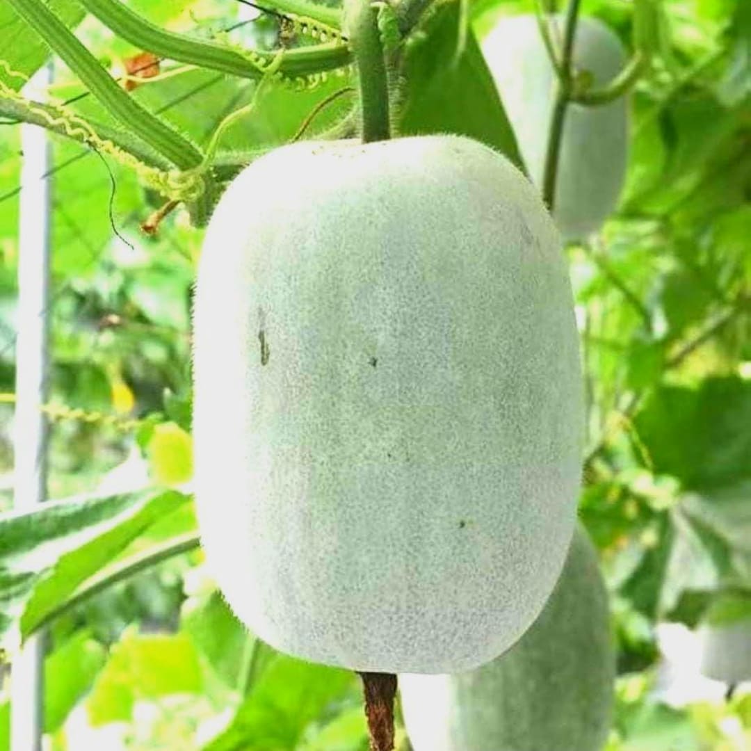 Giant Wax Gourd- Winter Melon Seeds - Heirloom Ash Gourd for Asian ...