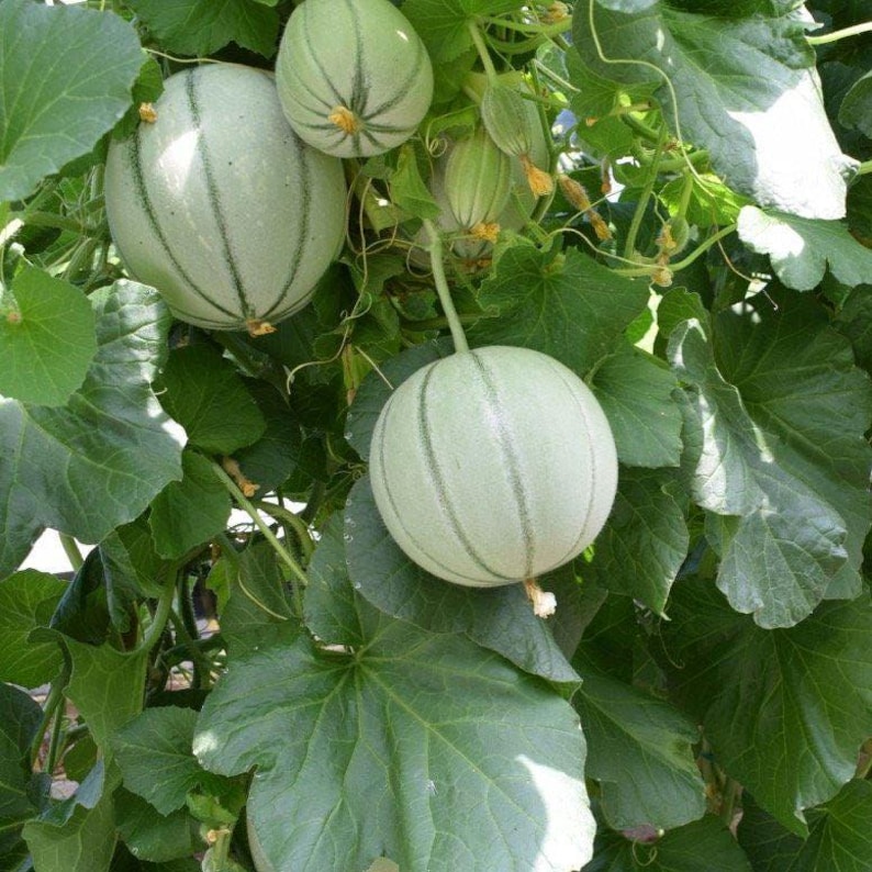 Charentais Melon-french Cantaloupes -cavaillon Melons-heirloom, Non-gmo ...