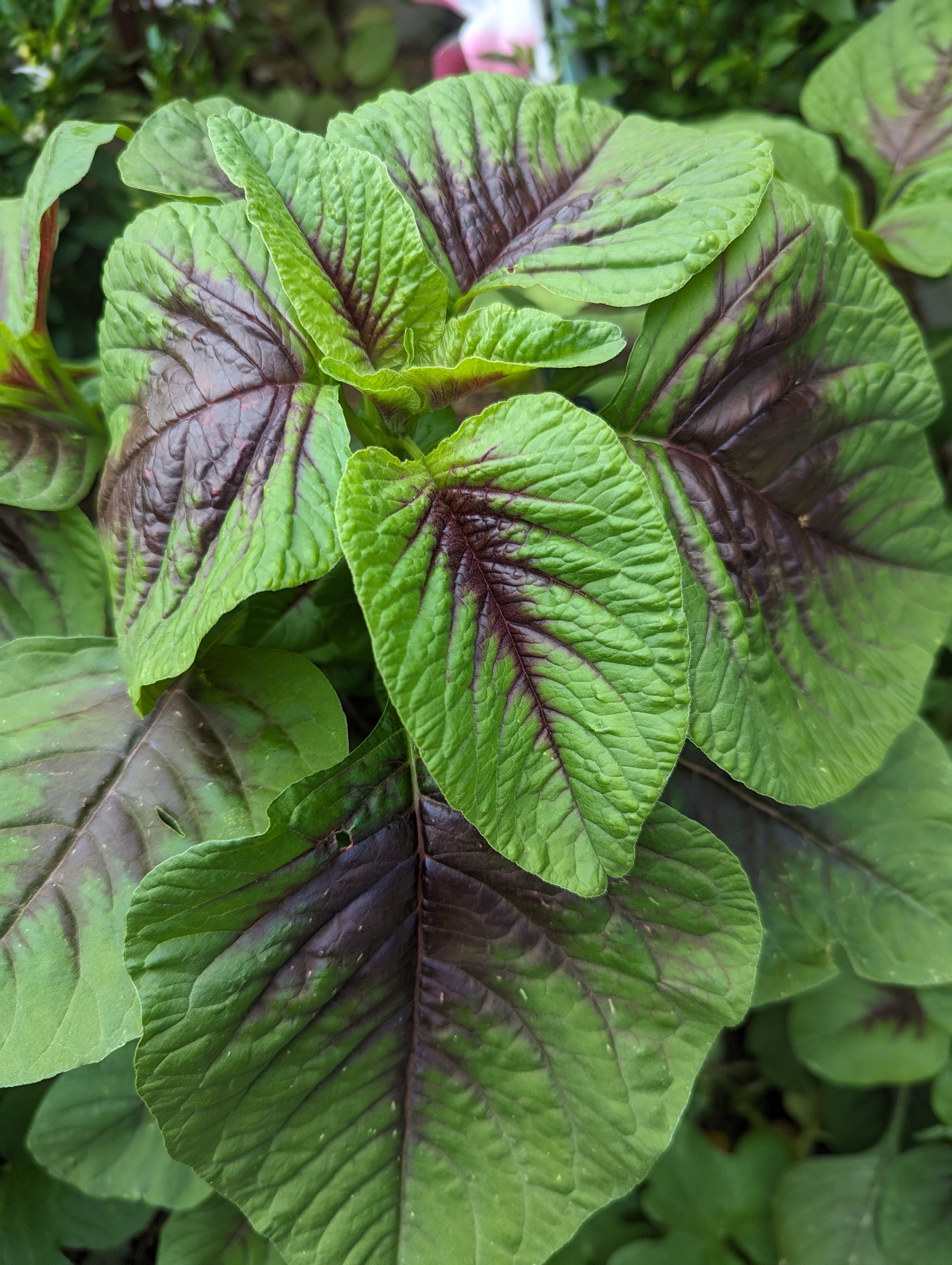 Red Stripe Leaf Amaranth Seeds Easy to Grow Plentiful - Etsy