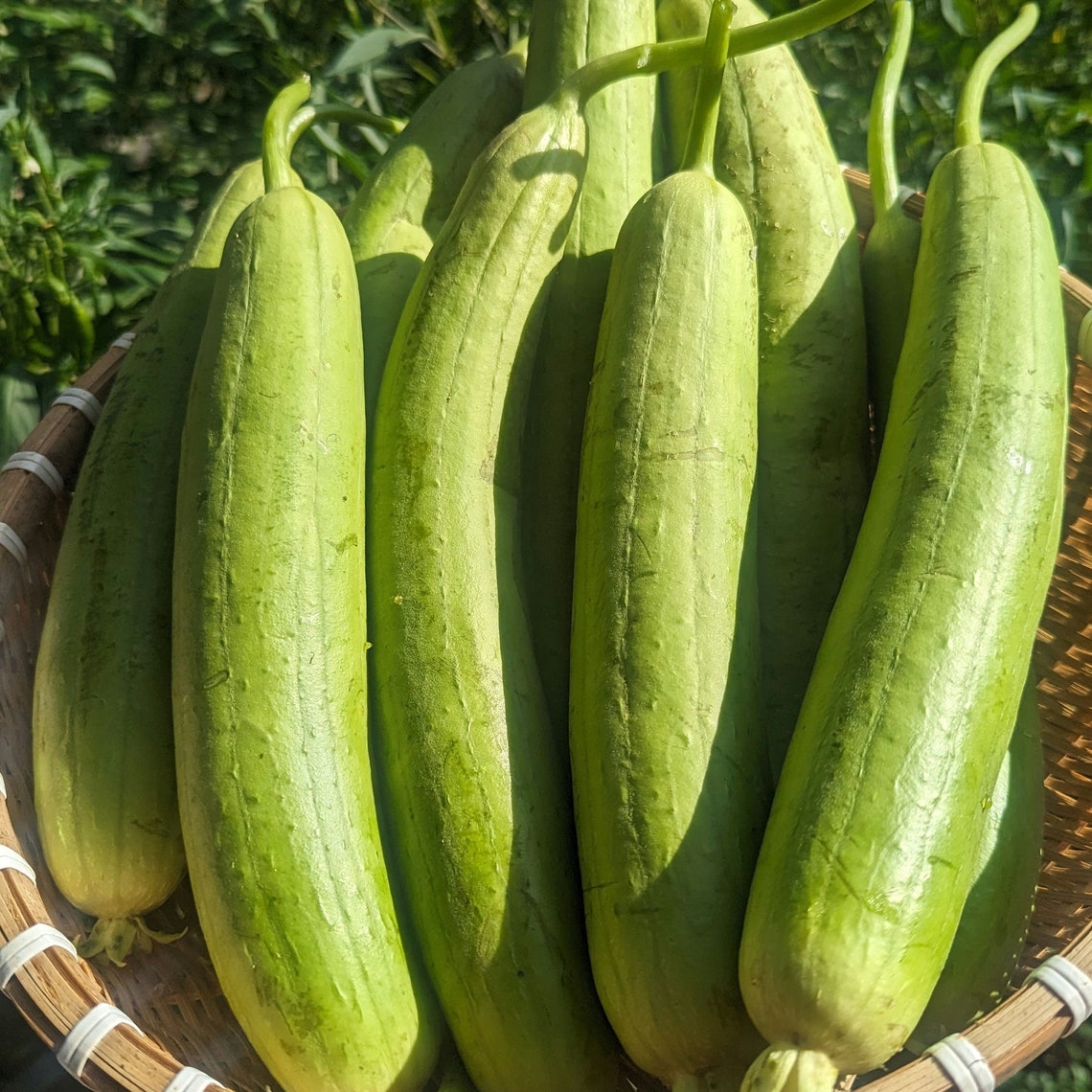 Smooth Luffa Gourd Seeds - Vietnam Muop Huong, Vegetable Sponge Seeds ...