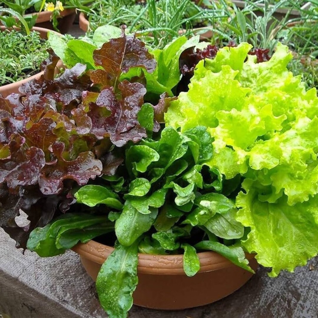 Organic Mixed Lettuce Seeds, Heirloom Non-gmo Variety - Etsy