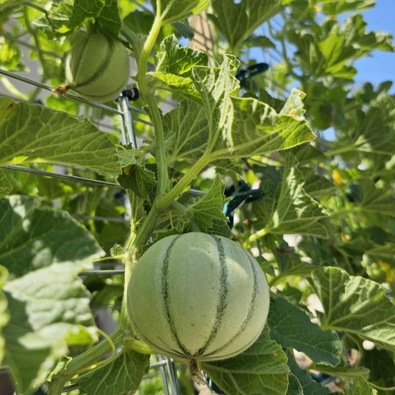 Charentais Melon-french Cantaloupes -cavaillon Melons-heirloom, Non-gmo ...