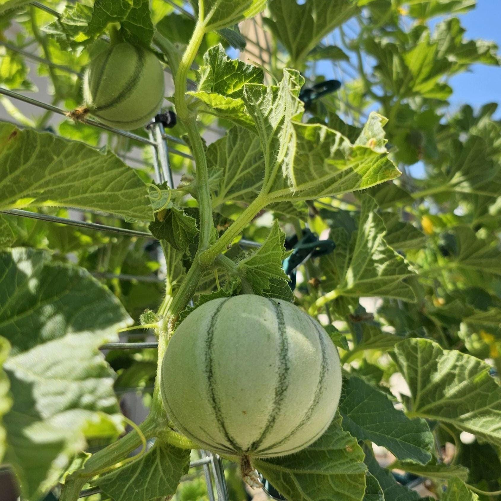 Charentais Melon-french Cantaloupes -cavaillon Melons-heirloom, Non-gmo ...
