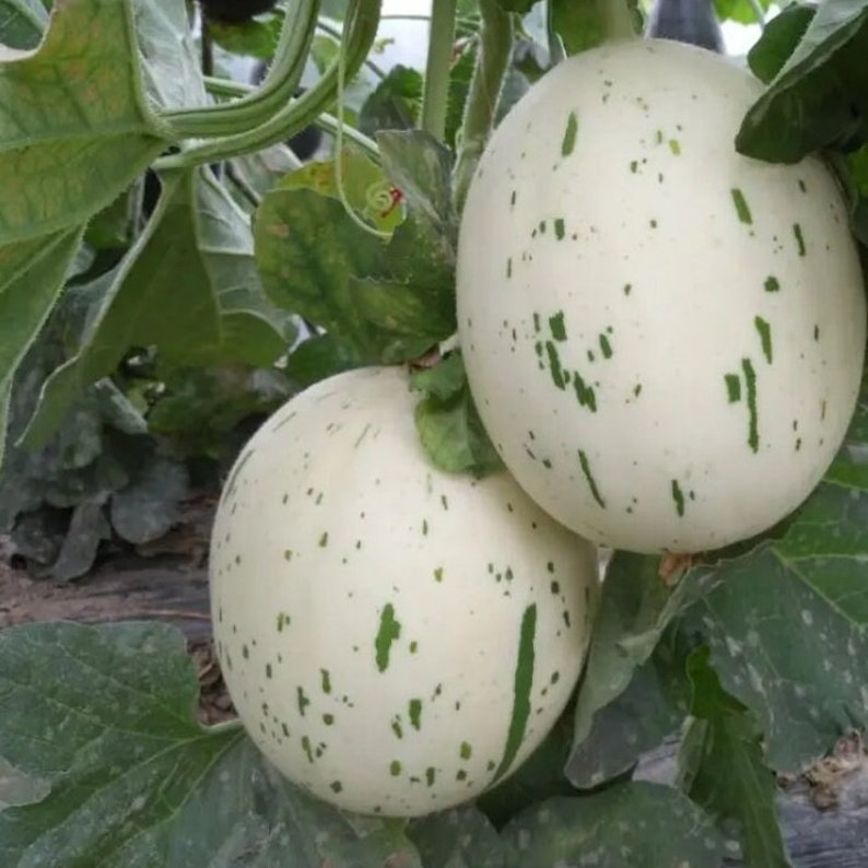 Rare and Exquisite Ivory Gaya Melon Seeds, Easy Grow Melons, Heirloom Melon Seeds, Sweet Melon ...
