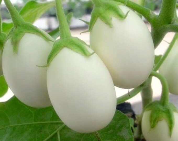 Egg Tree Seeds - Etsy Canada