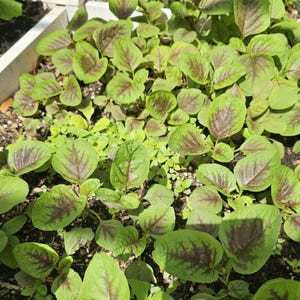 Red Stripe Leaf Amaranth Seeds – Easy to Grow, High Yield, Heirloom ...