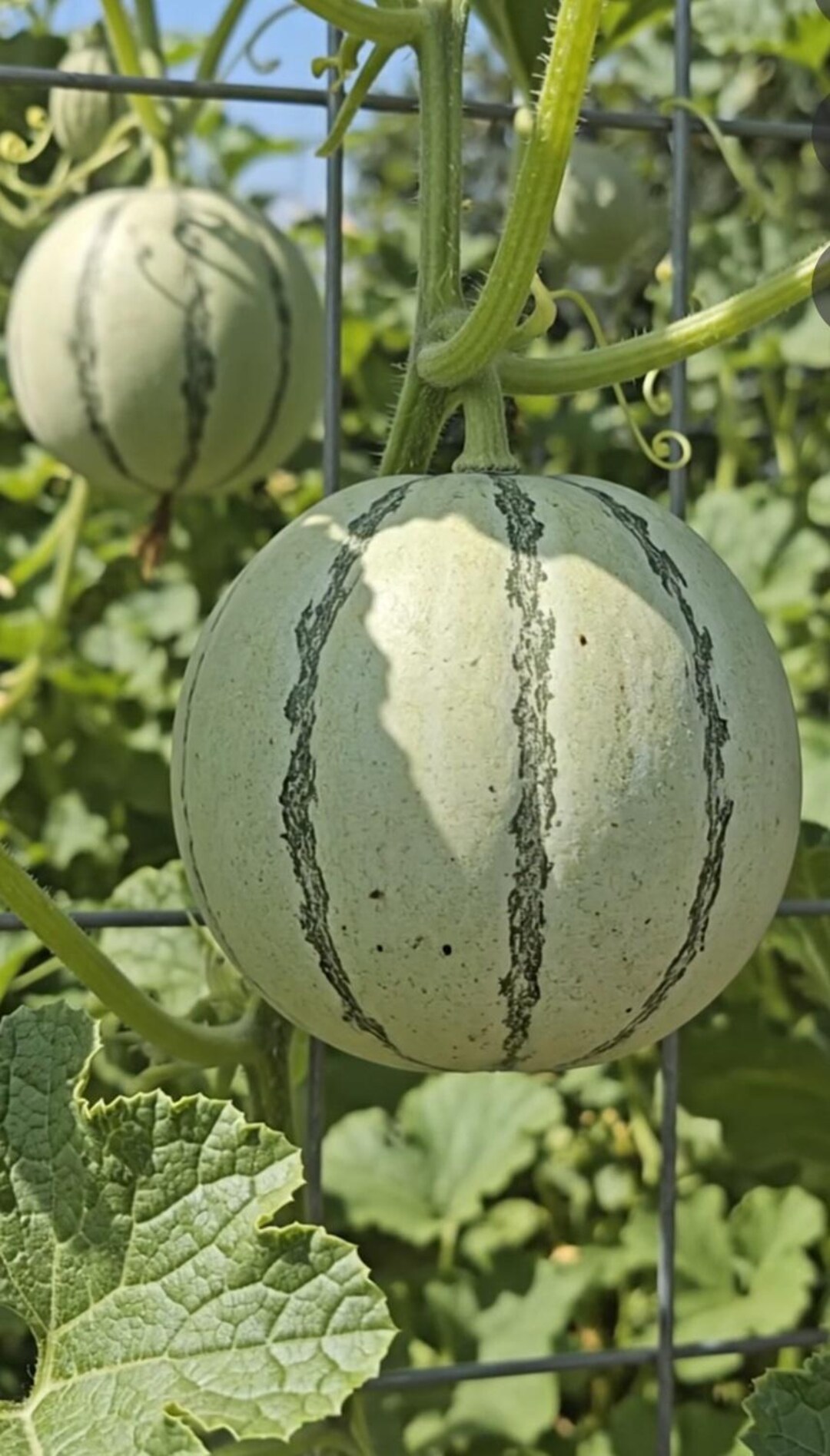 Charentais Melon-french Cantaloupes -cavaillon Melons-heirloom, Non-gmo ...