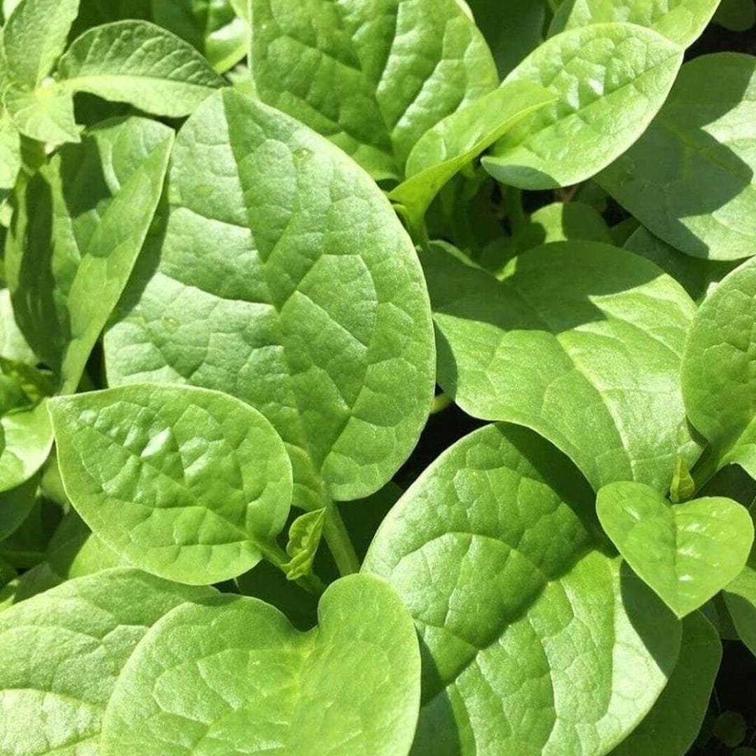Green Malabar Spinach Seeds, Mong Toi Xanh Seeds Heirloom, Non-gmo ...