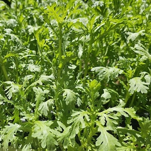 Crown Daisy Seeds, Edible Chrysanthemum Greens, Shungiku - Etsy