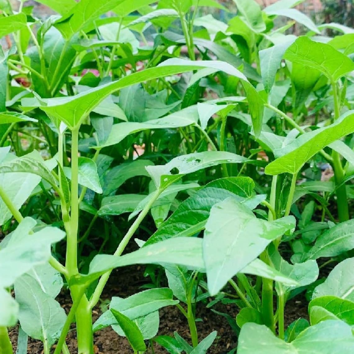 Big Leaf Water Spinach Seeds | Rau Muong La Lon, Kangkong, Ong Choy ...