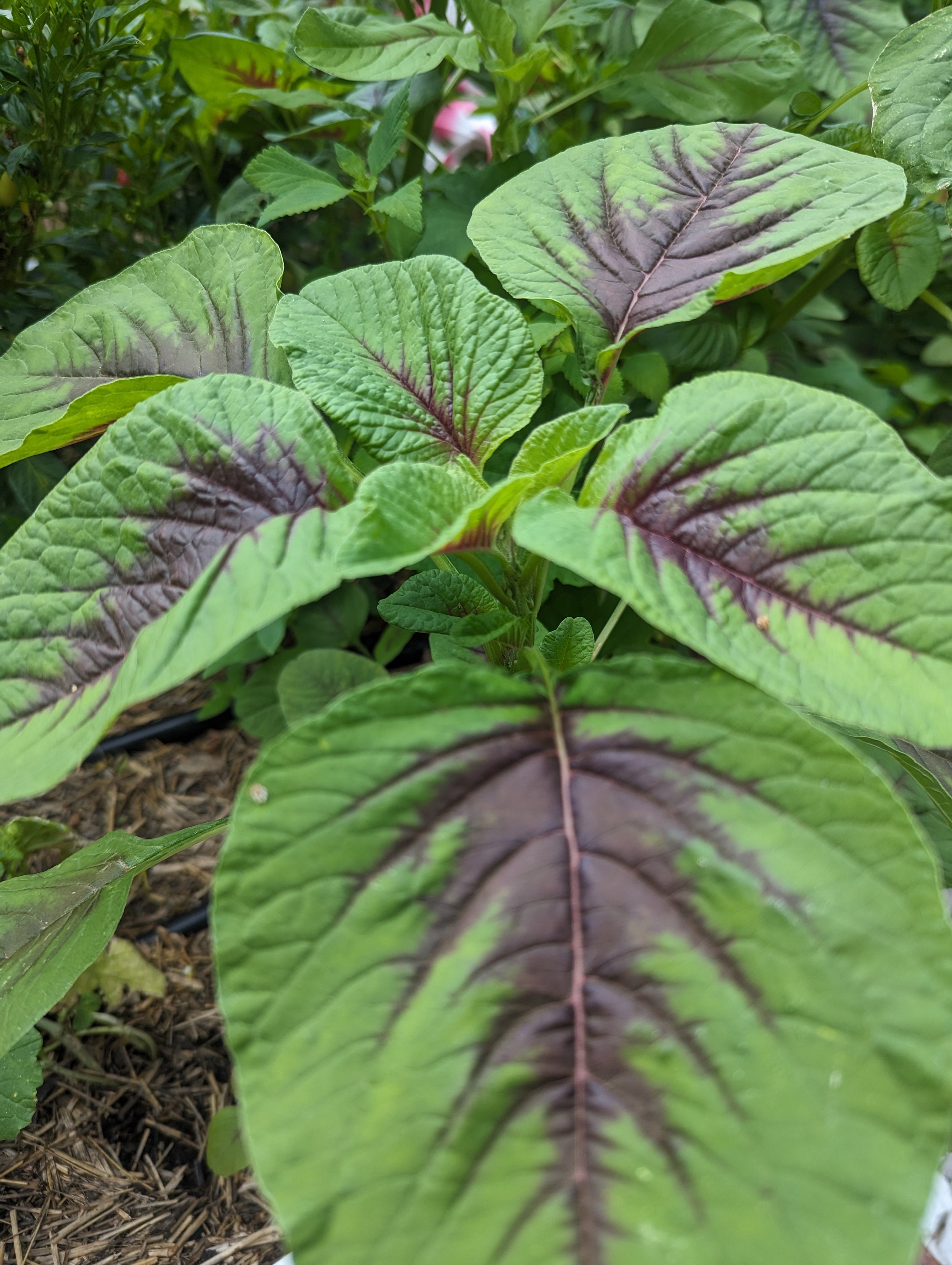 Red Stripe Leaf Amaranth Seeds Easy to Grow Plentiful - Etsy