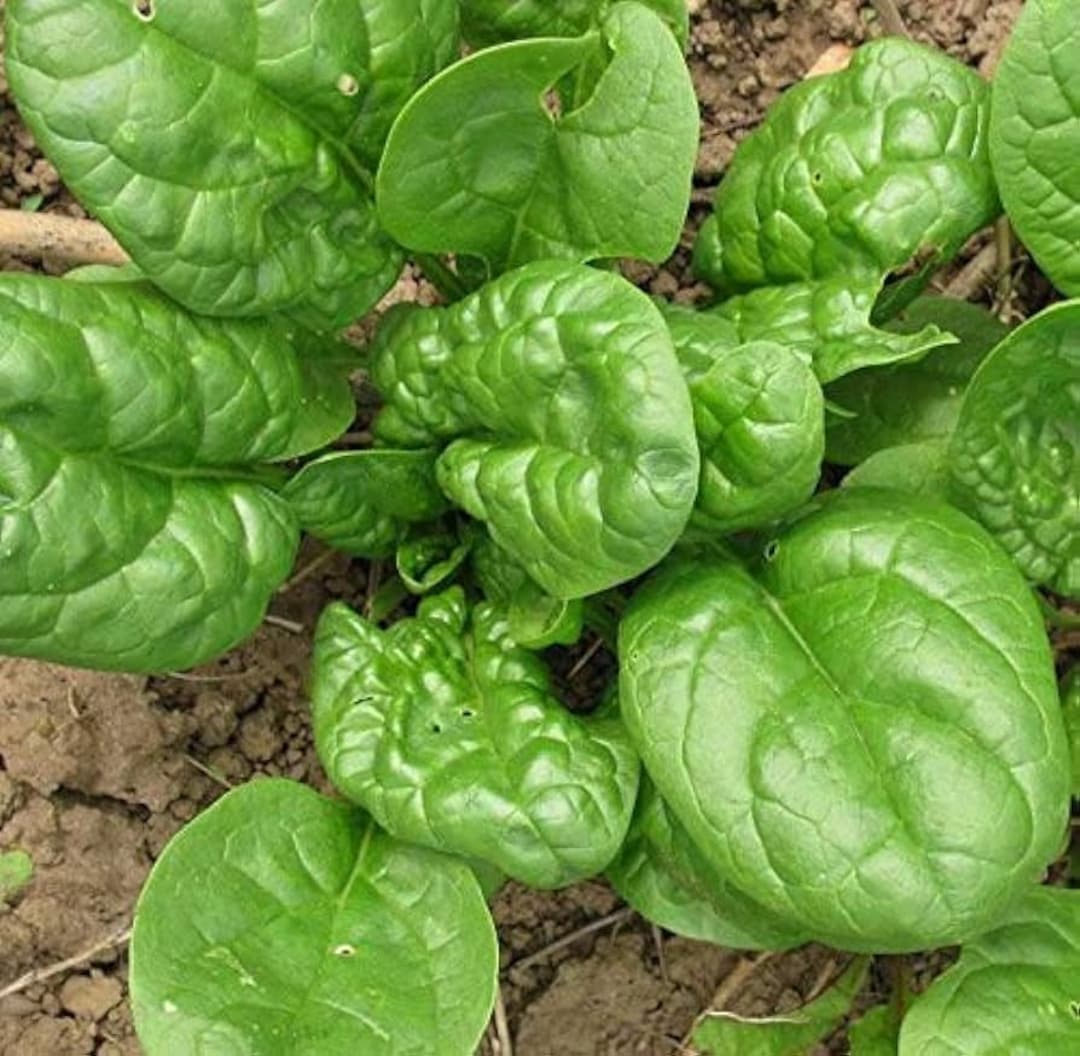Bloomsdale Spinach Seed - Organic, Heirloom, Non-gmo, Farm-fresh, Easy ...