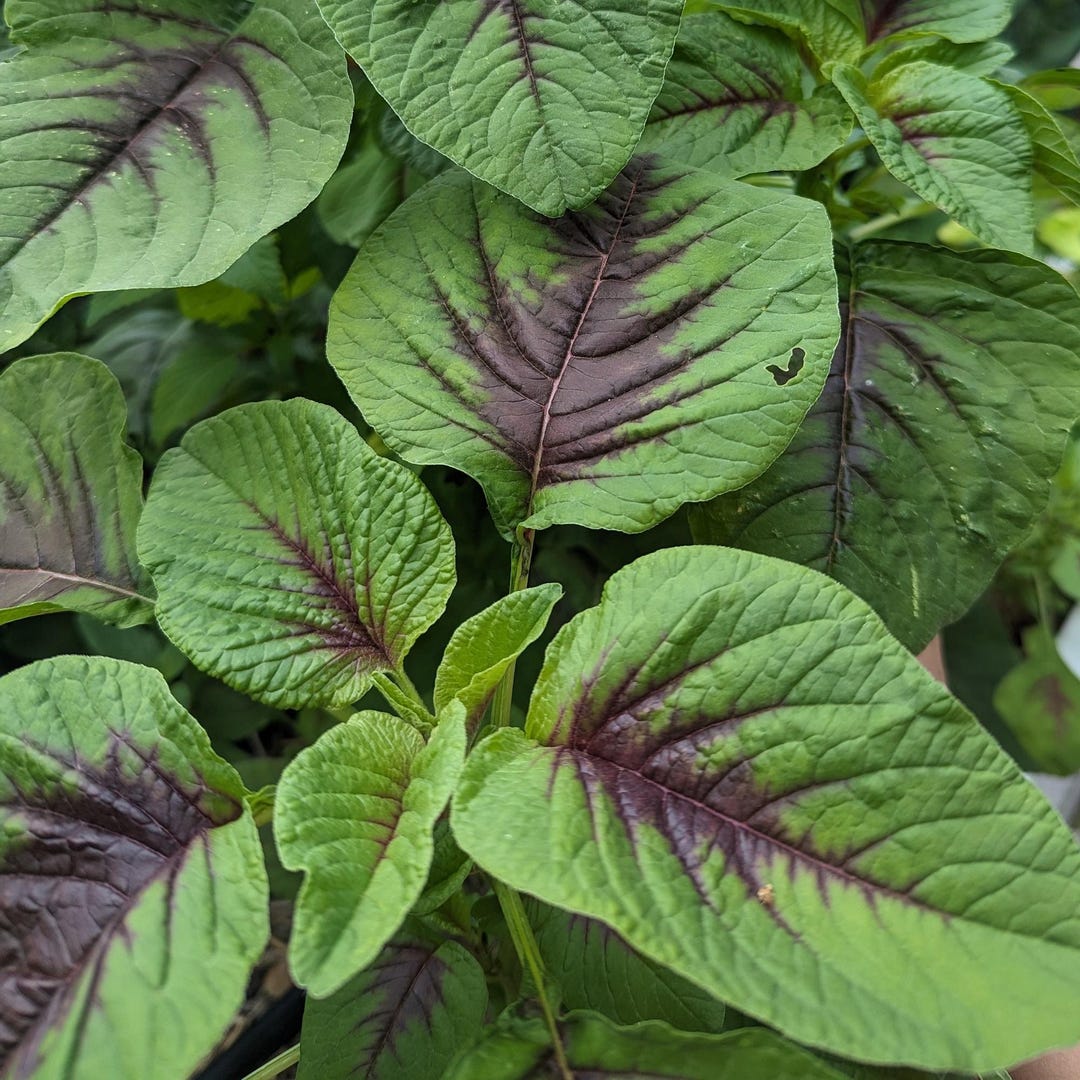 Red Stripe Leaf Amaranth Seeds – Easy to Grow, High Yield, Heirloom ...