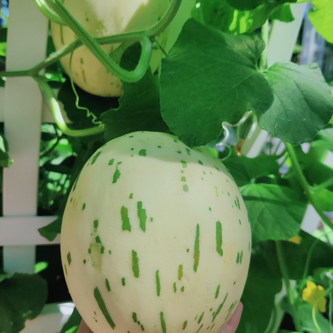 Rare and Exquisite Ivory Gaya Melon Seeds, Easy Grow Melons, Heirloom ...