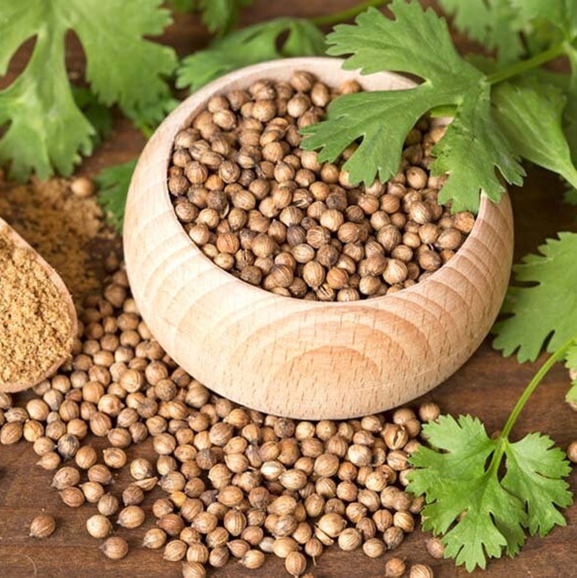 Slow Bolt Cilantro Seeds, Heirloom Coriander Herb, Home Garden - Etsy