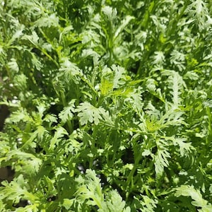 Crown Daisy Seeds, Edible Chrysanthemum Greens, Shungiku - Etsy