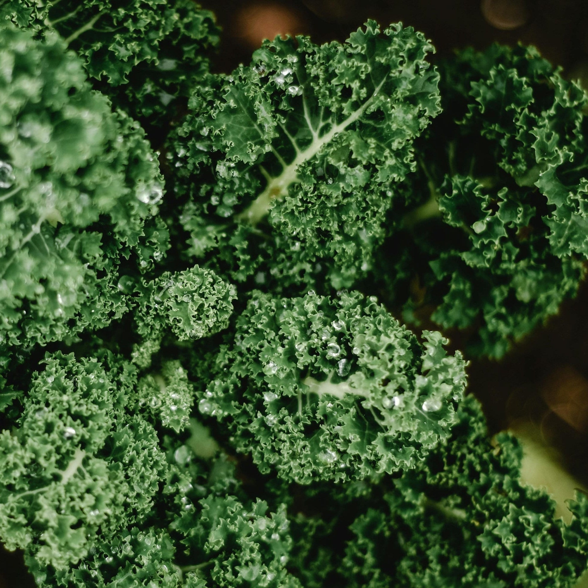 Kale Dwarf Siberian Seeds, Cai Xoan, Hardy & Nutritious , Kale Salad ...