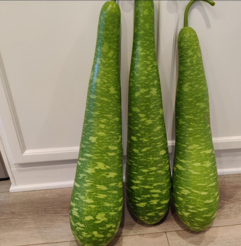 Bottle Gourd Seeds – Heirloom, Non-gmo, High Yield, Easy to Grow, High ...