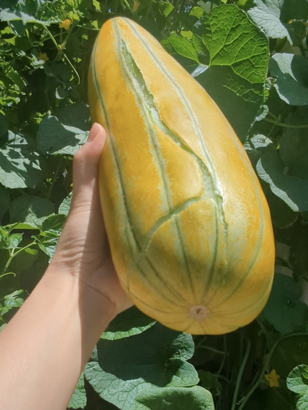 Dua Gang Thai Muskmelon Seeds, Long Musk Melon, Easy to Grow - Etsy