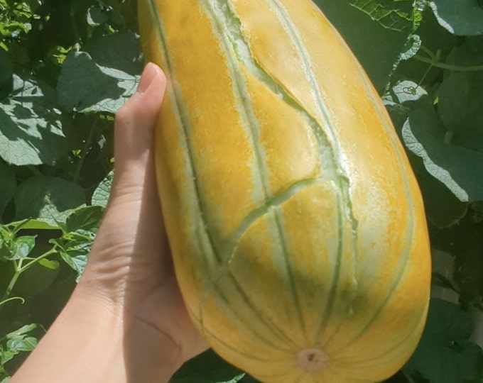 D'alger Melon Seeds - Etsy